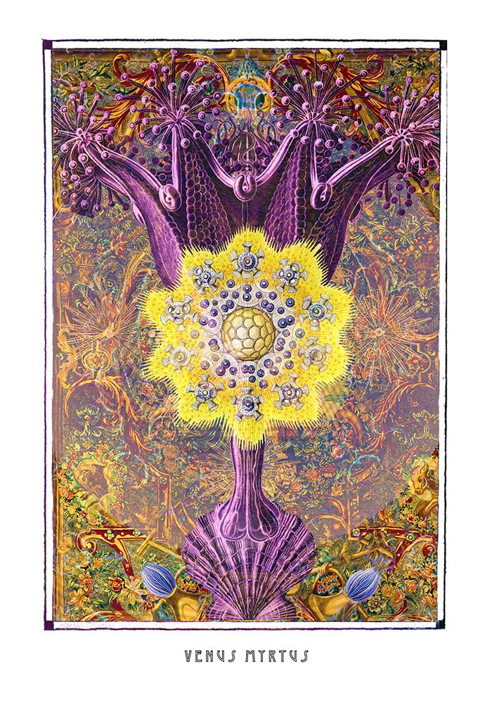 Mythological Venus wall art – COLORO MYSTIC